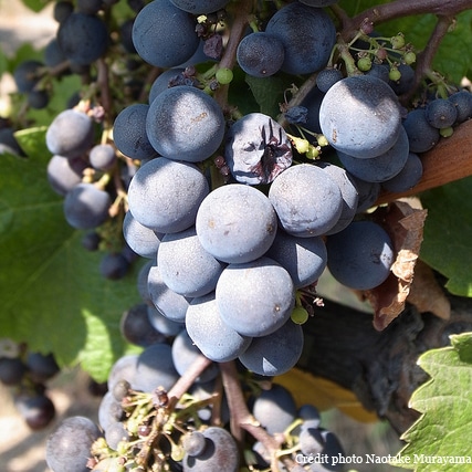 Le cépage Merlot, la "chair du vin rouge" - Trois Fois Vin