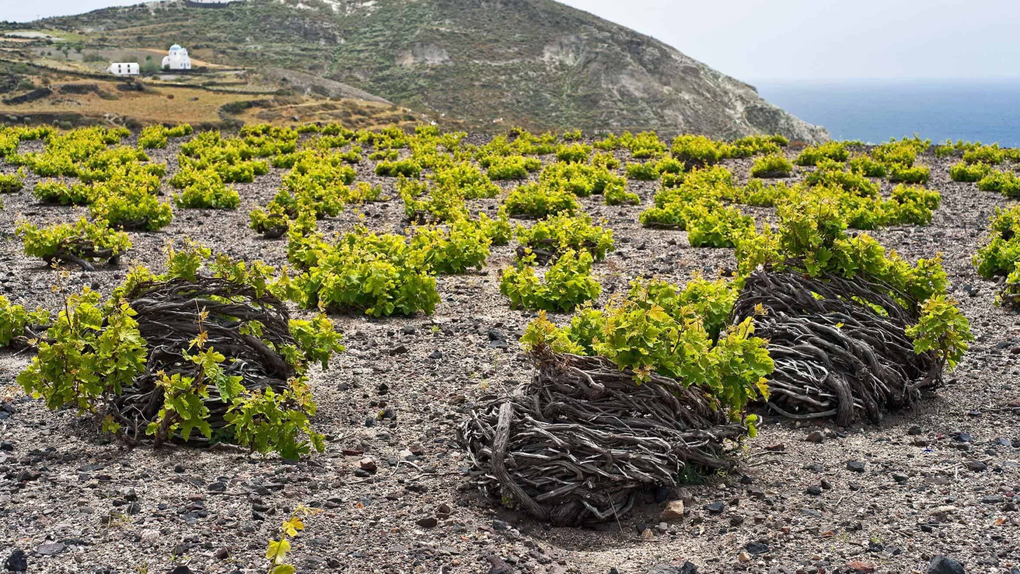 À la découverte des vins grecs - Trois Fois Vin
