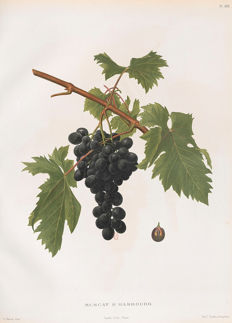 Le cépage Muscat - Trois Fois Vin