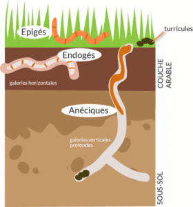 Le ver de terre : un allié précieux pour la terre - Trois Fois Vin