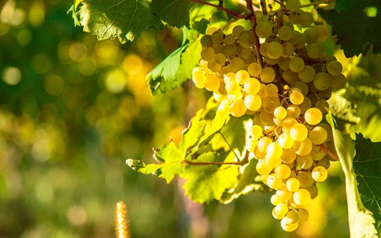 Le bourboulenc, cépage méridional - Trois Fois Vin