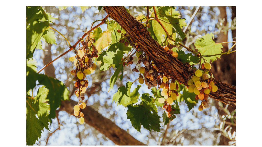 4 défauts du vin : les reconnaître et les éviter - Trois Fois Vin